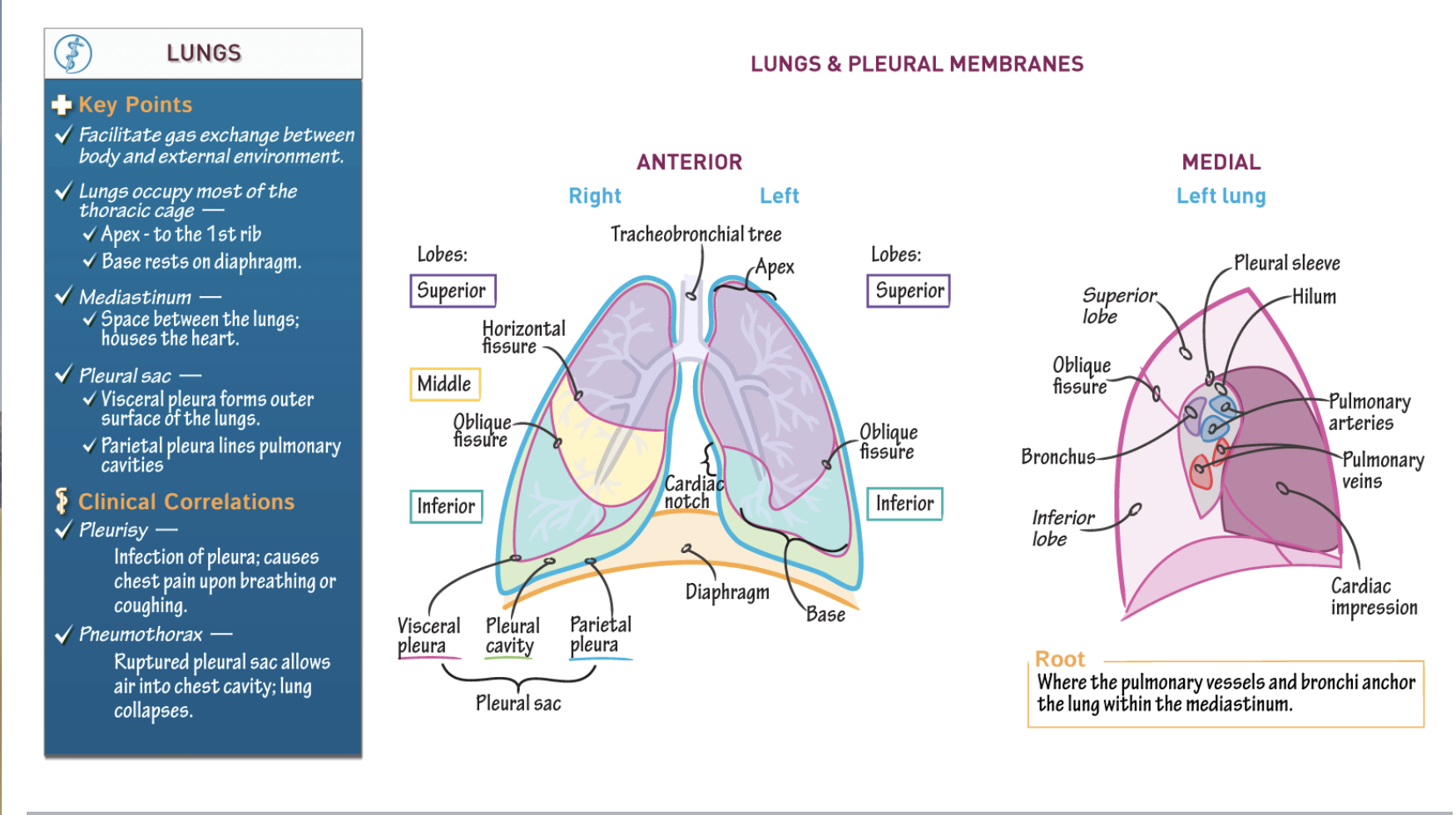Lungs and Pleural Membranes – Dentowesome
