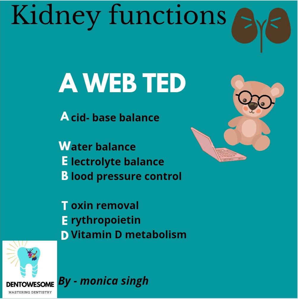 Mnemonic on Kidney Functions – Dentowesome